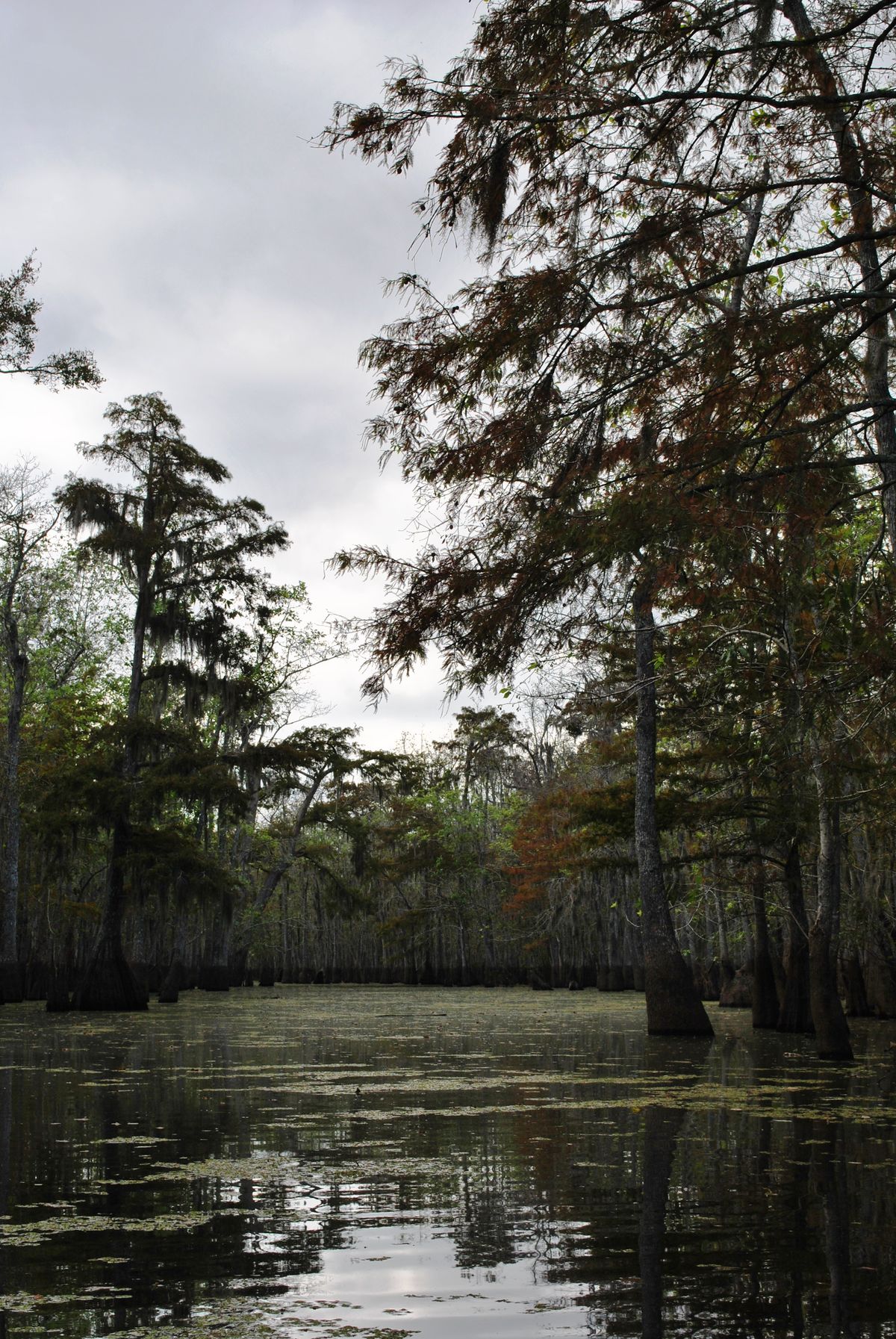 Honey Island Swamp Monster - Kook Science