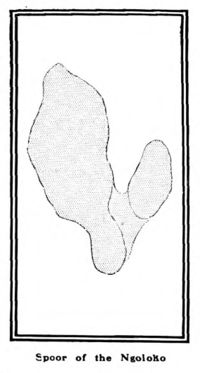 Ngoloko - Kook Science