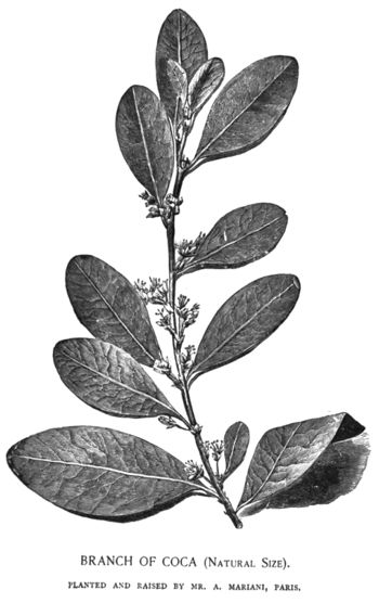 Category:Coca Leaf - Kook Science