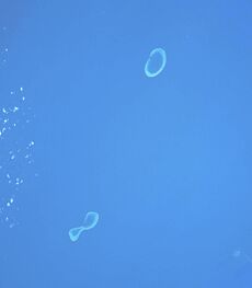 Republic of Minerva - Kook Science