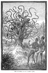 Category:Cryptobotany - Kook Science